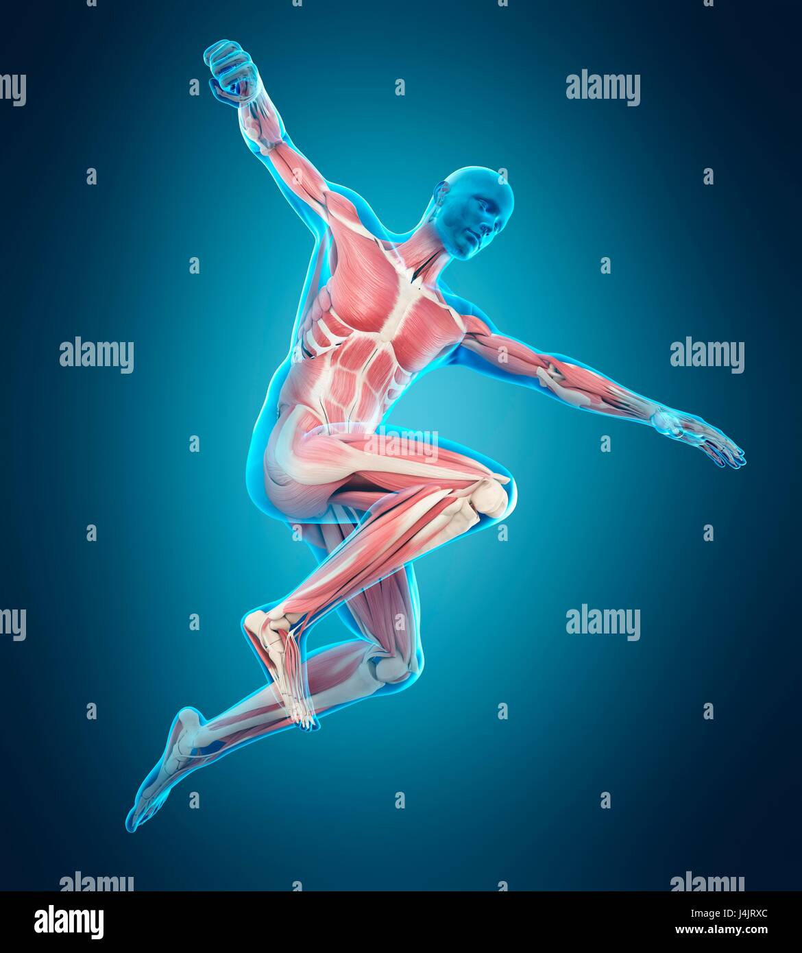 Muscular structure of person jumping with arms outstretched ...