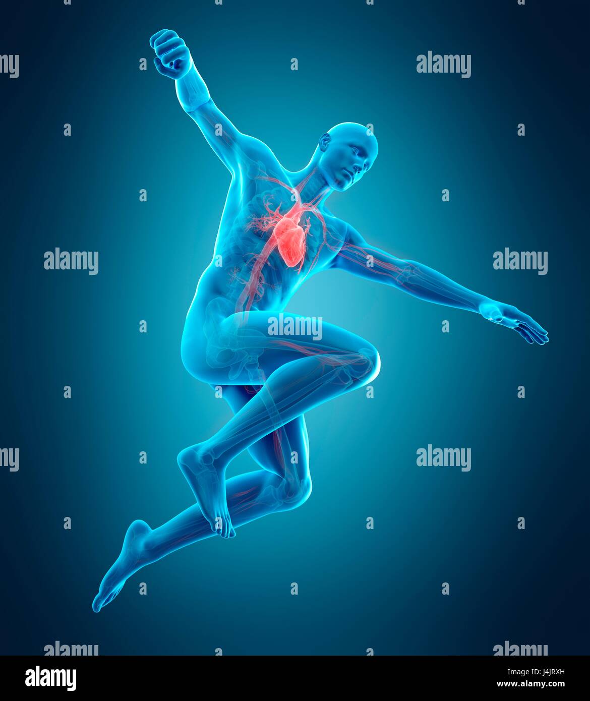 Anatomy of person jumping with arms outstretched, illustration Stock ...