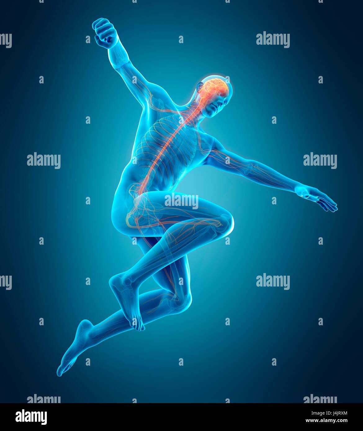 Anatomy of person jumping with arms outstretched, illustration Stock ...