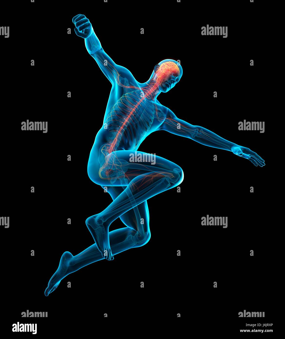 Anatomy of person jumping with arms outstretched, illustration Stock ...