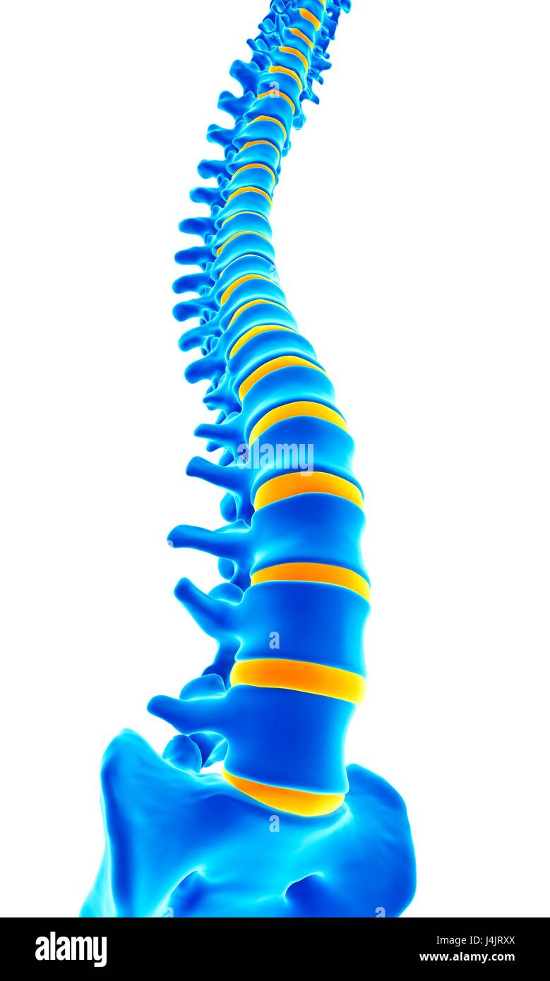 Human spine, illustration Stock Photo - Alamy