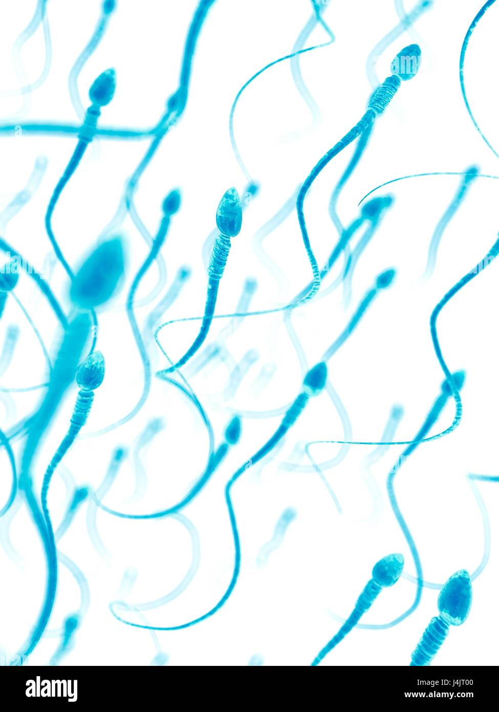 Human sperm, illustration Stock Photo - Alamy