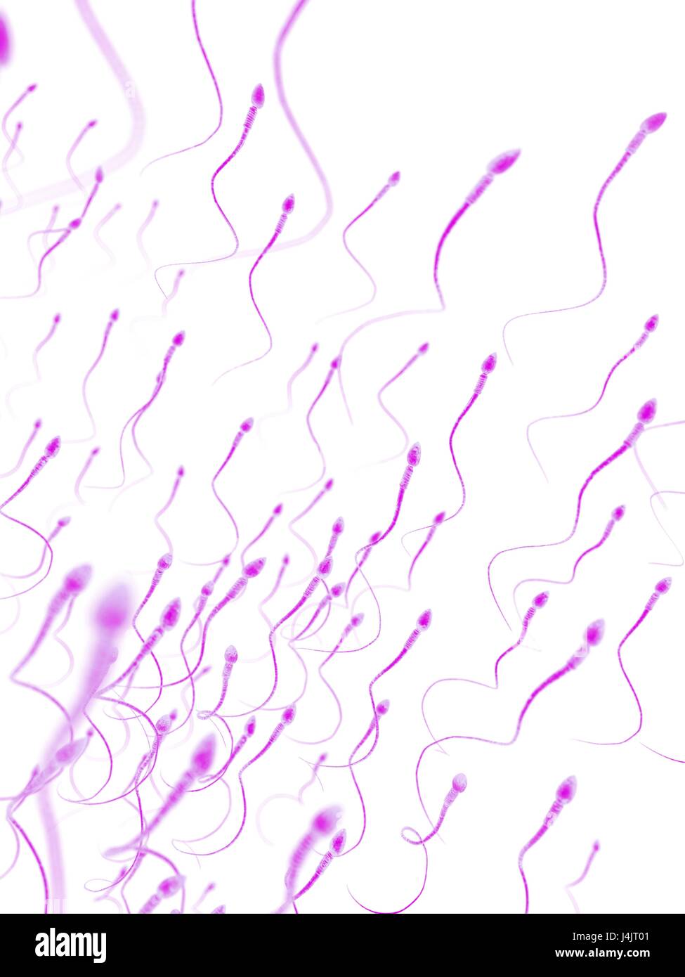 Human sperm, illustration Stock Photo - Alamy