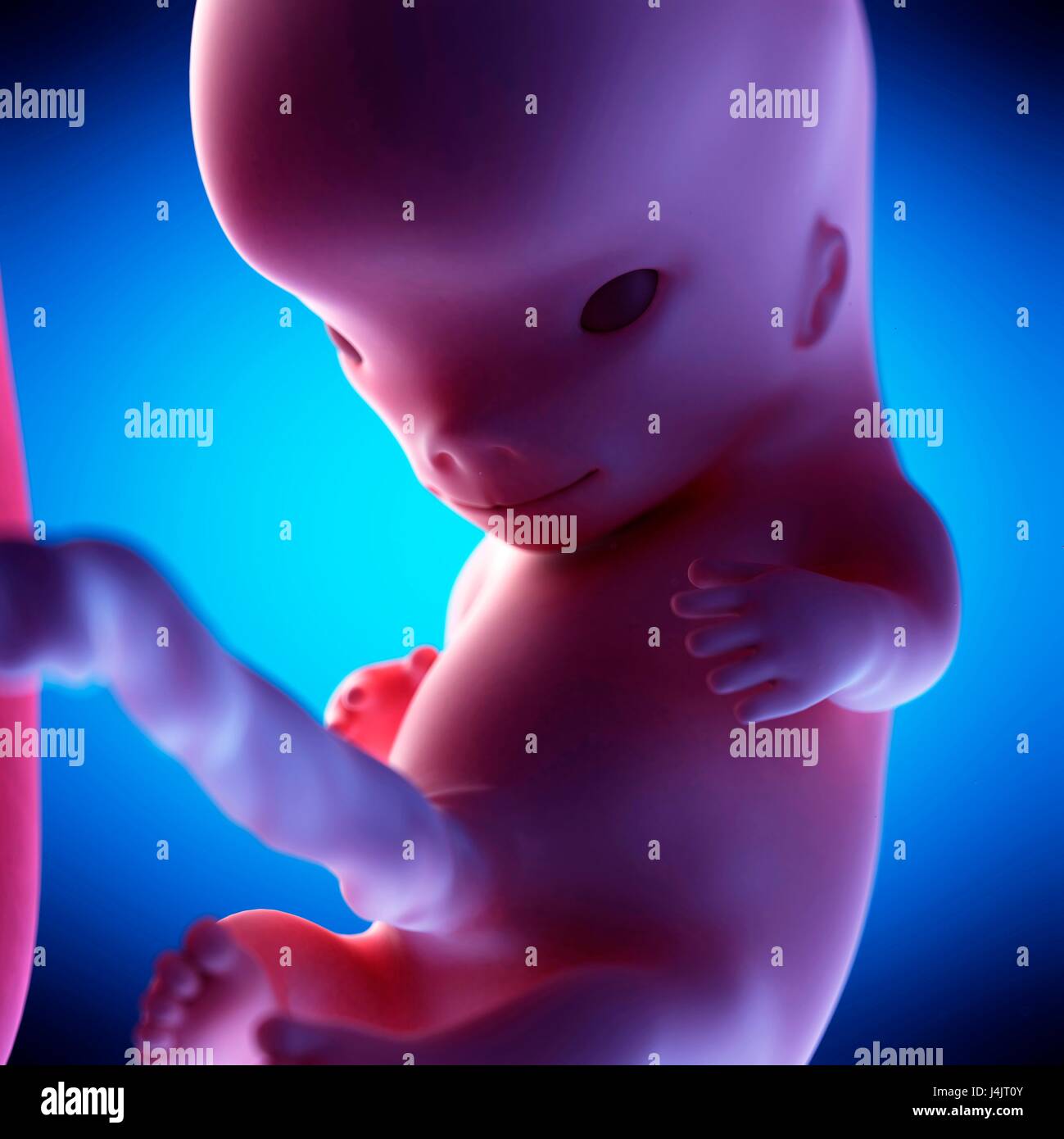Human fetus at week 10 of gestation hi-res stock photography and images ...