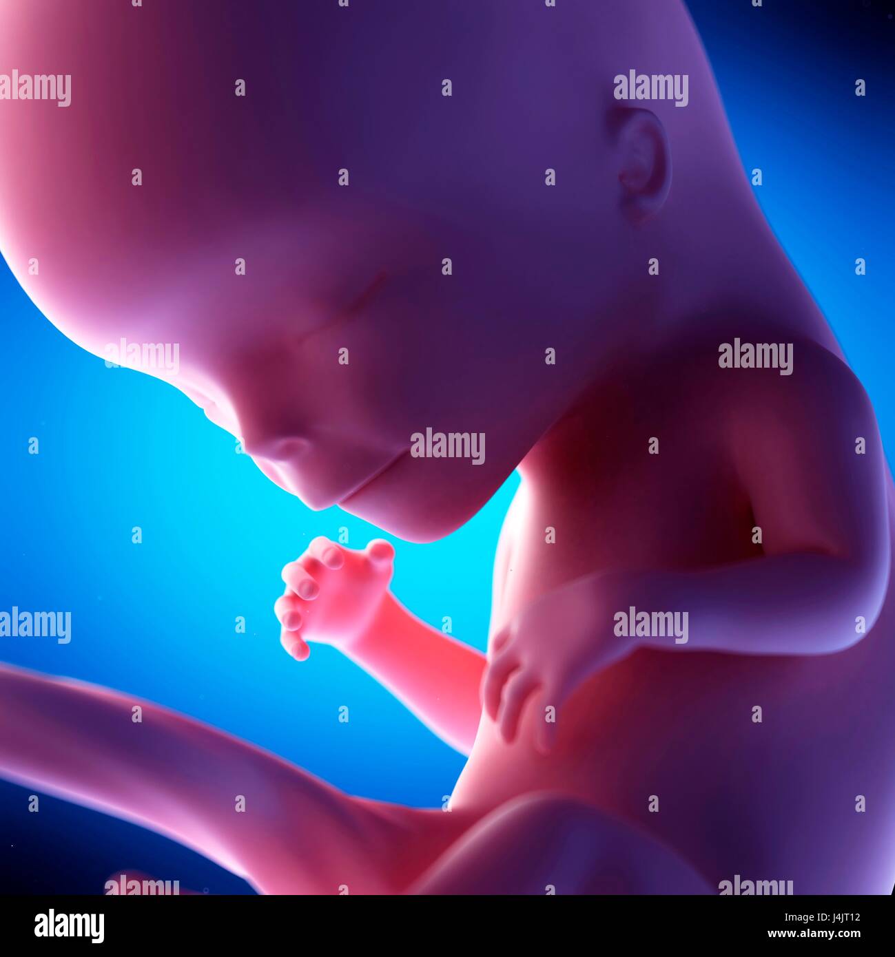 Human fetus at week 12 of gestation, illustration Stock Photo - Alamy