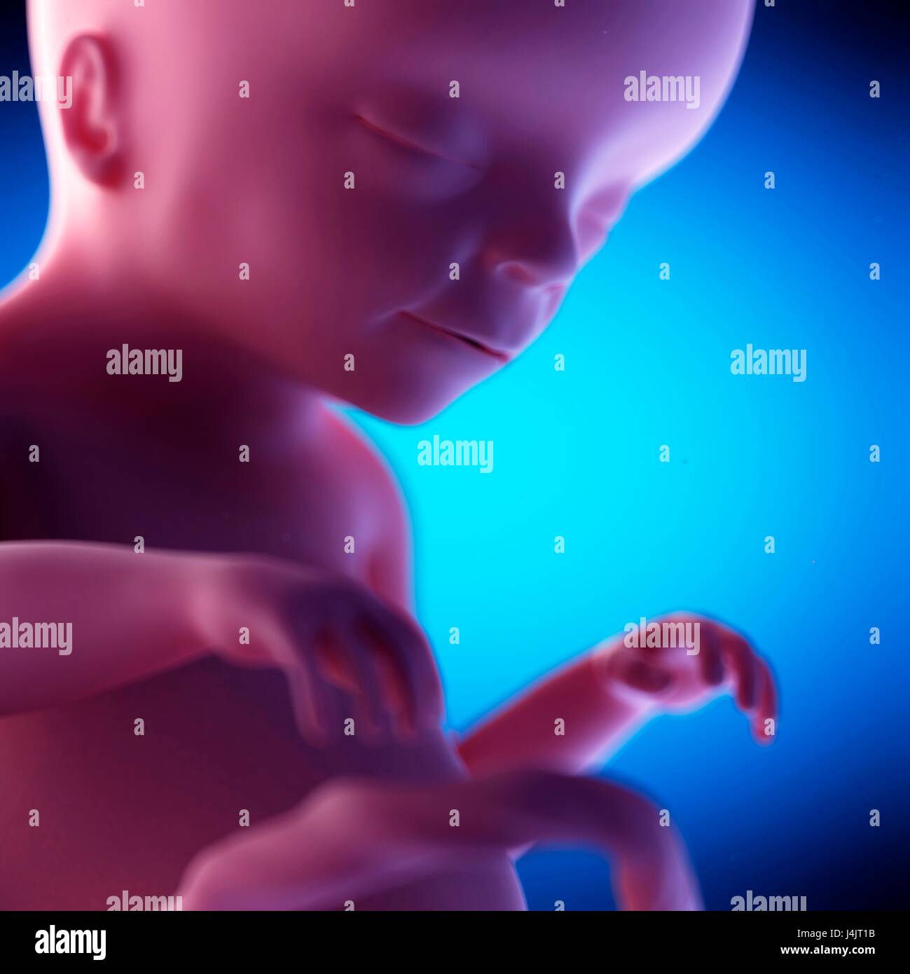 20 week fetus hi-res stock photography and images - Alamy