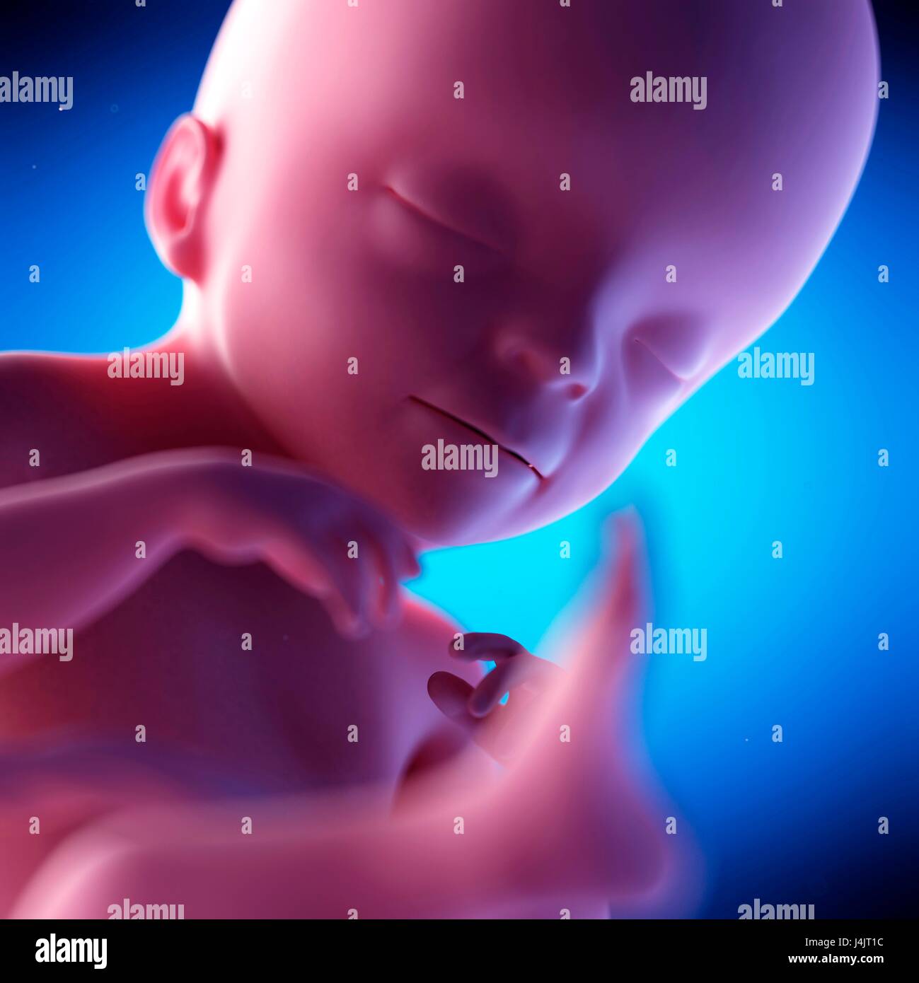 Human fetus at week 21 of gestation, illustration Stock Photo - Alamy