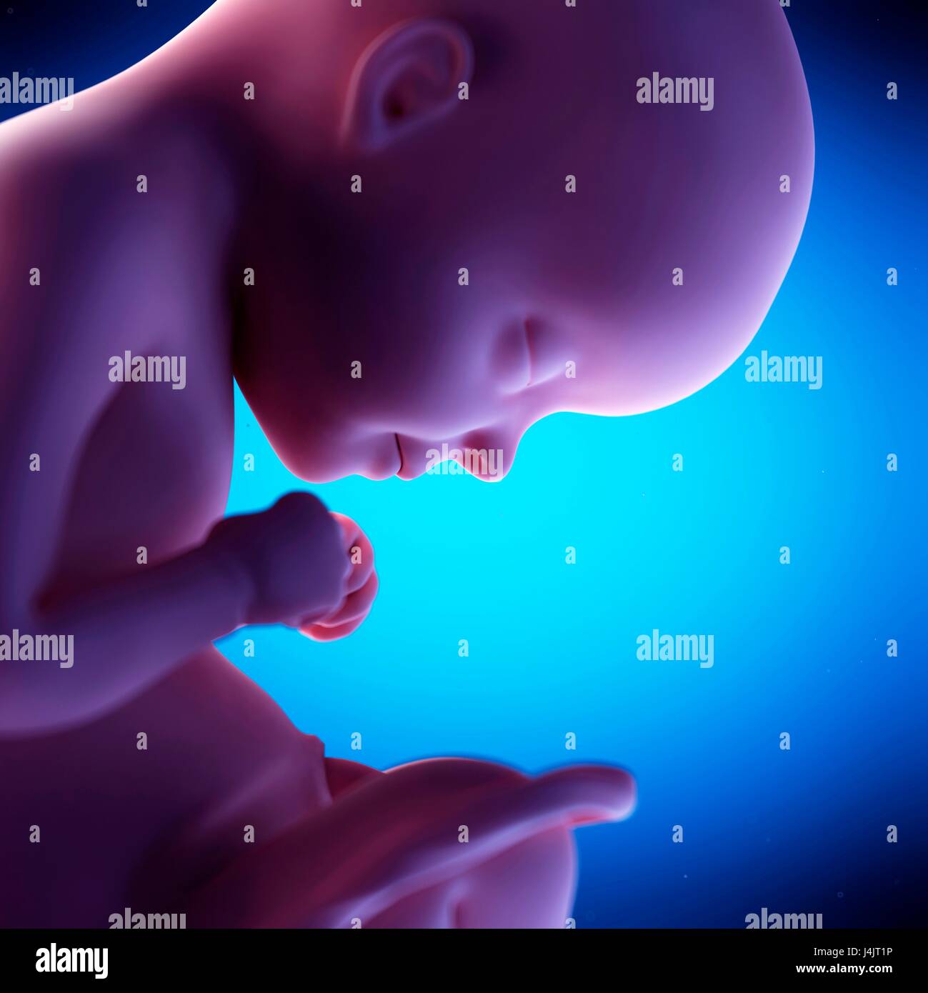 Human fetus at week 29 of gestation, illustration Stock Photo - Alamy