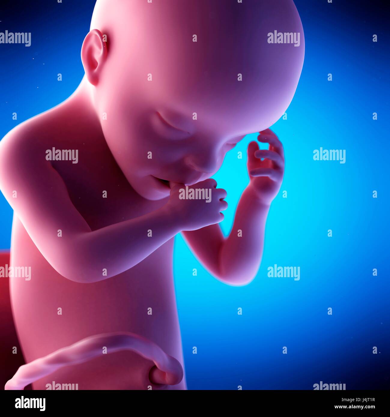 Human fetus at week 30 of gestation, illustration Stock Photo - Alamy