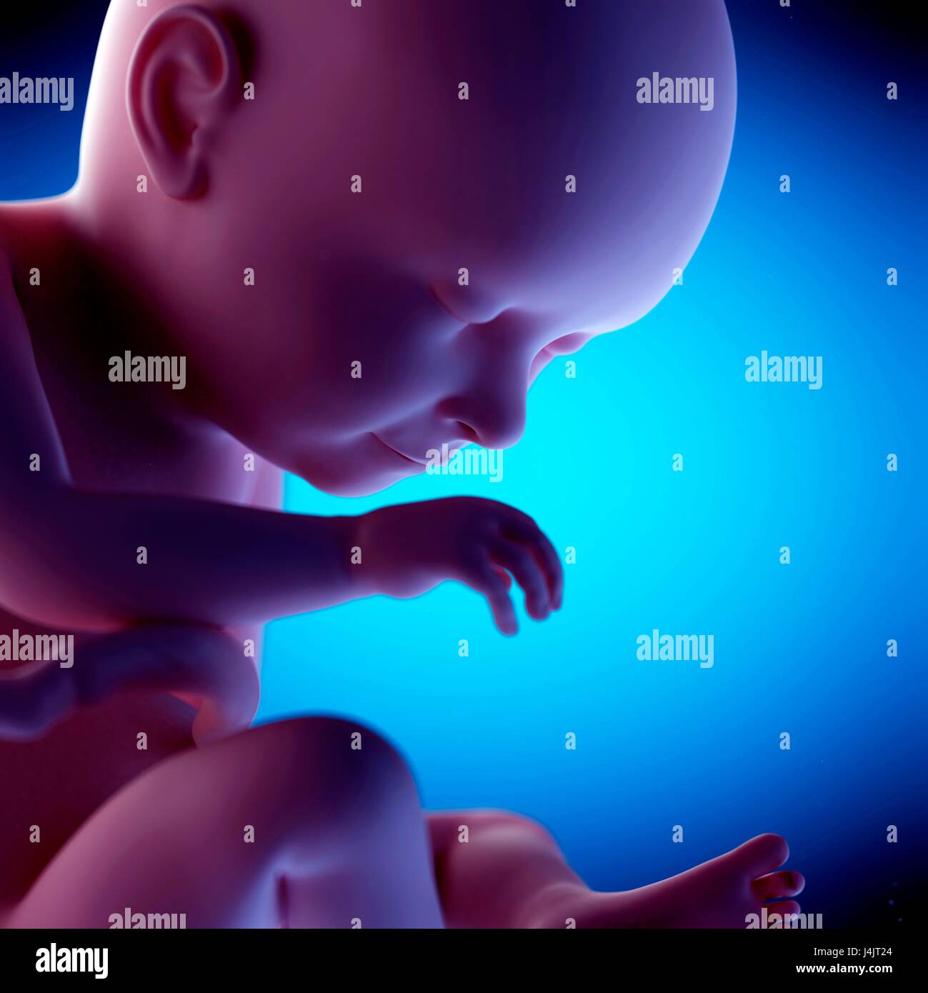 Human fetus at week 37 of gestation, illustration Stock Photo - Alamy