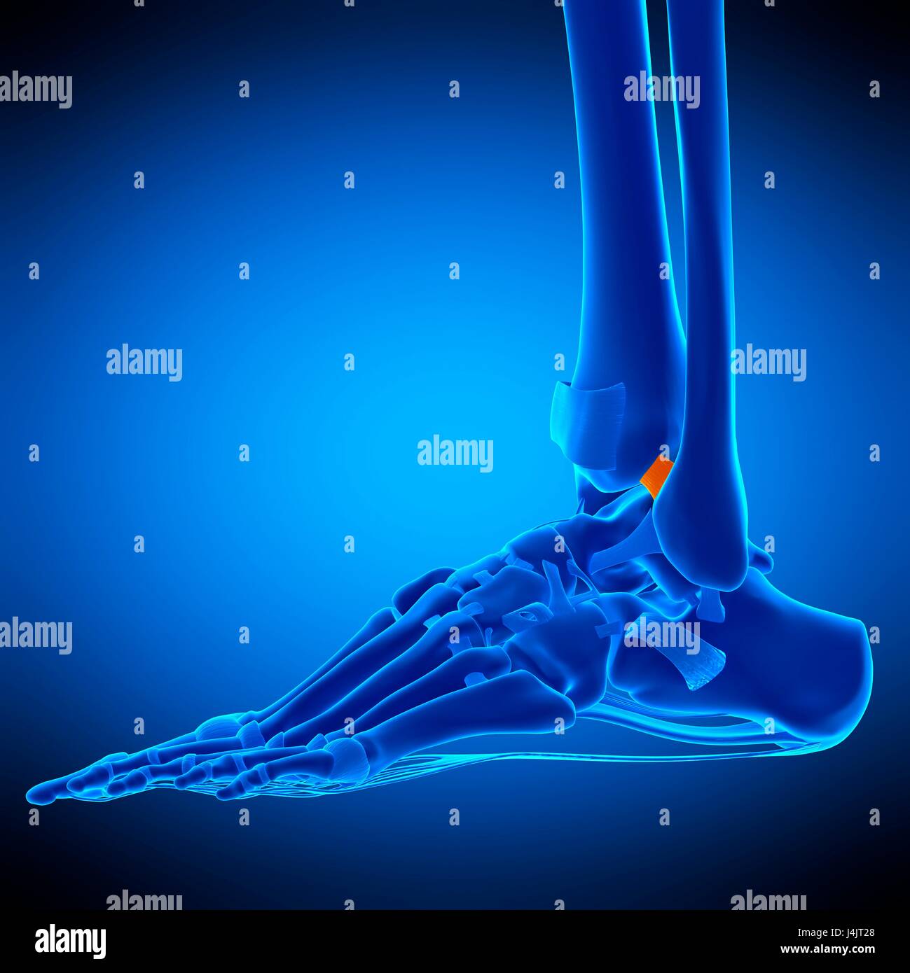 Illustration of the posterior tibiofibular ligament Stock Photo - Alamy