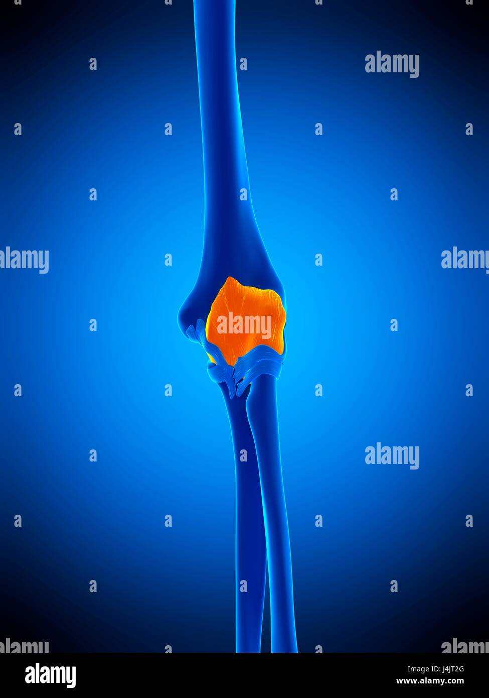 Joint capsule hi-res stock photography and images - Alamy