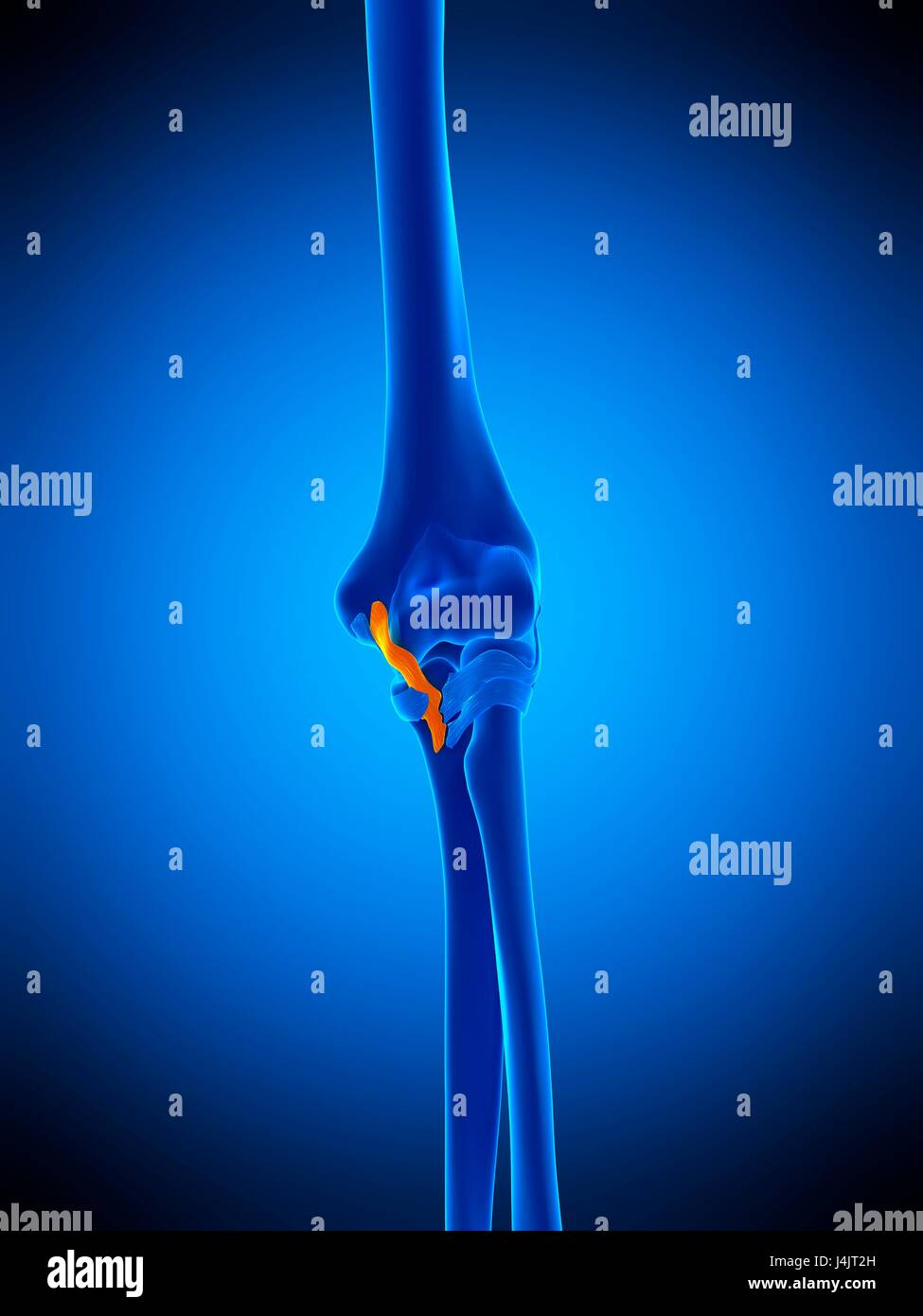 Ulna collateral ligament posterior hi-res stock photography and images ...