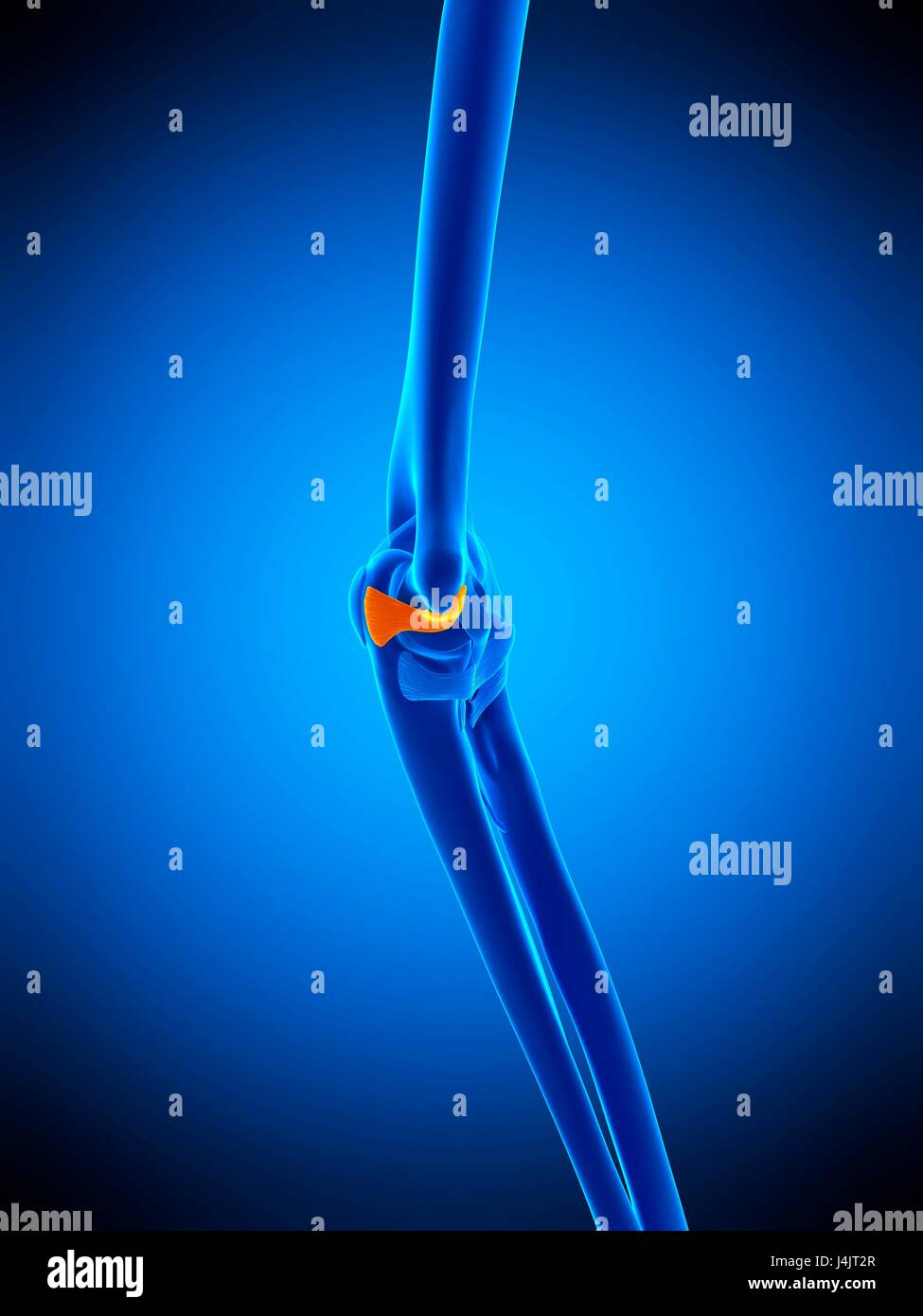Illustration of the ulnar collateral ligament Stock Photo - Alamy