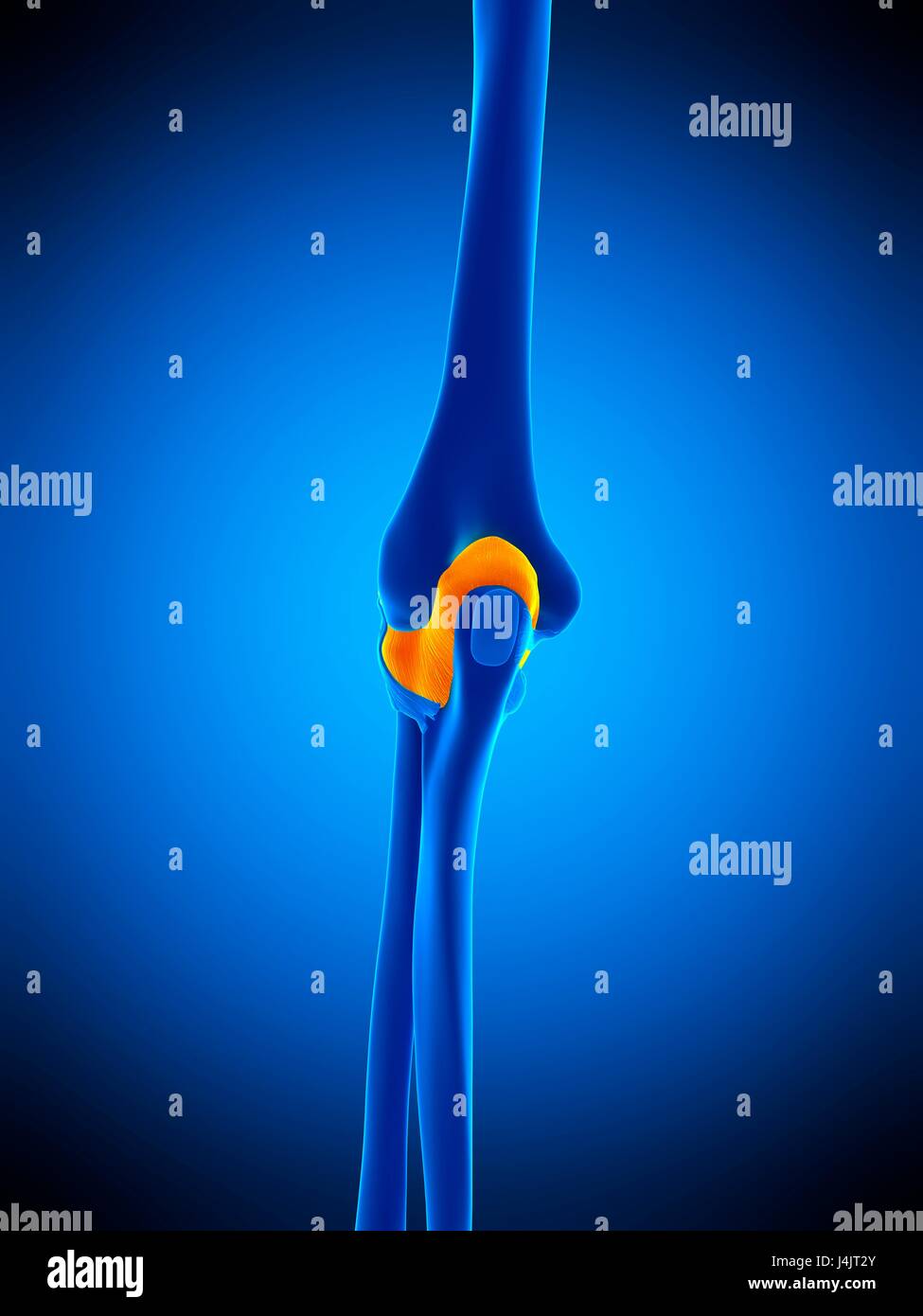Illustration of the elbow joint capsule Stock Photo - Alamy