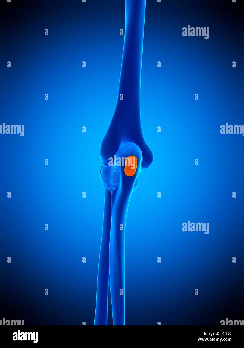 Illustration of the olecranon bursa Stock Photo - Alamy