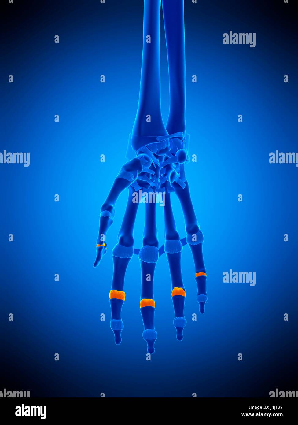 Illustration of the medial joint capsules Stock Photo - Alamy