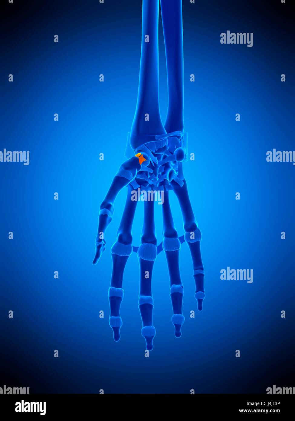 Illustration of the scaphotrapezial ligaments Stock Photo - Alamy