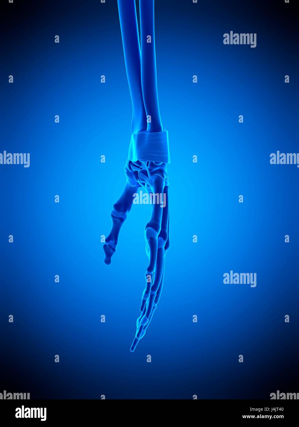Illustration of the hand ligaments Stock Photo - Alamy