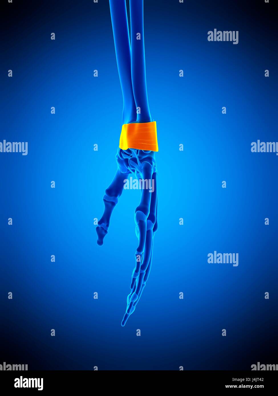 Volar radioulnar ligament hi-res stock photography and images - Alamy