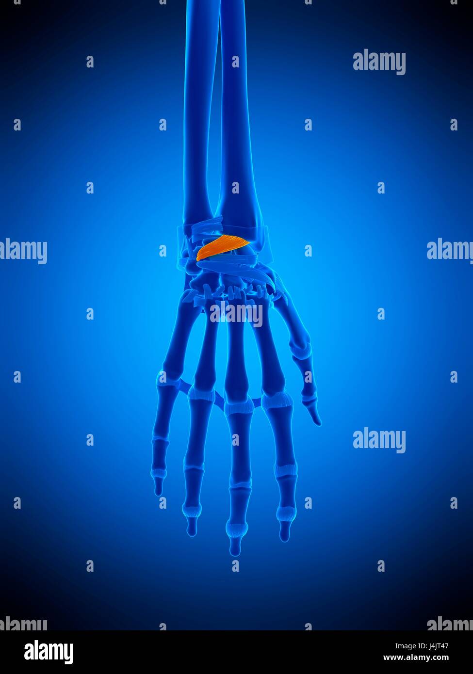 Illustration of the dorsal radiocarpal ligaments Stock Photo - Alamy