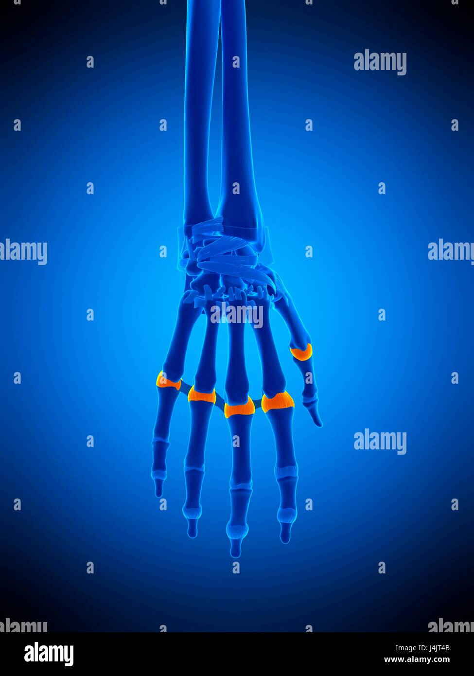 Proximal phalanx hi-res stock photography and images - Alamy