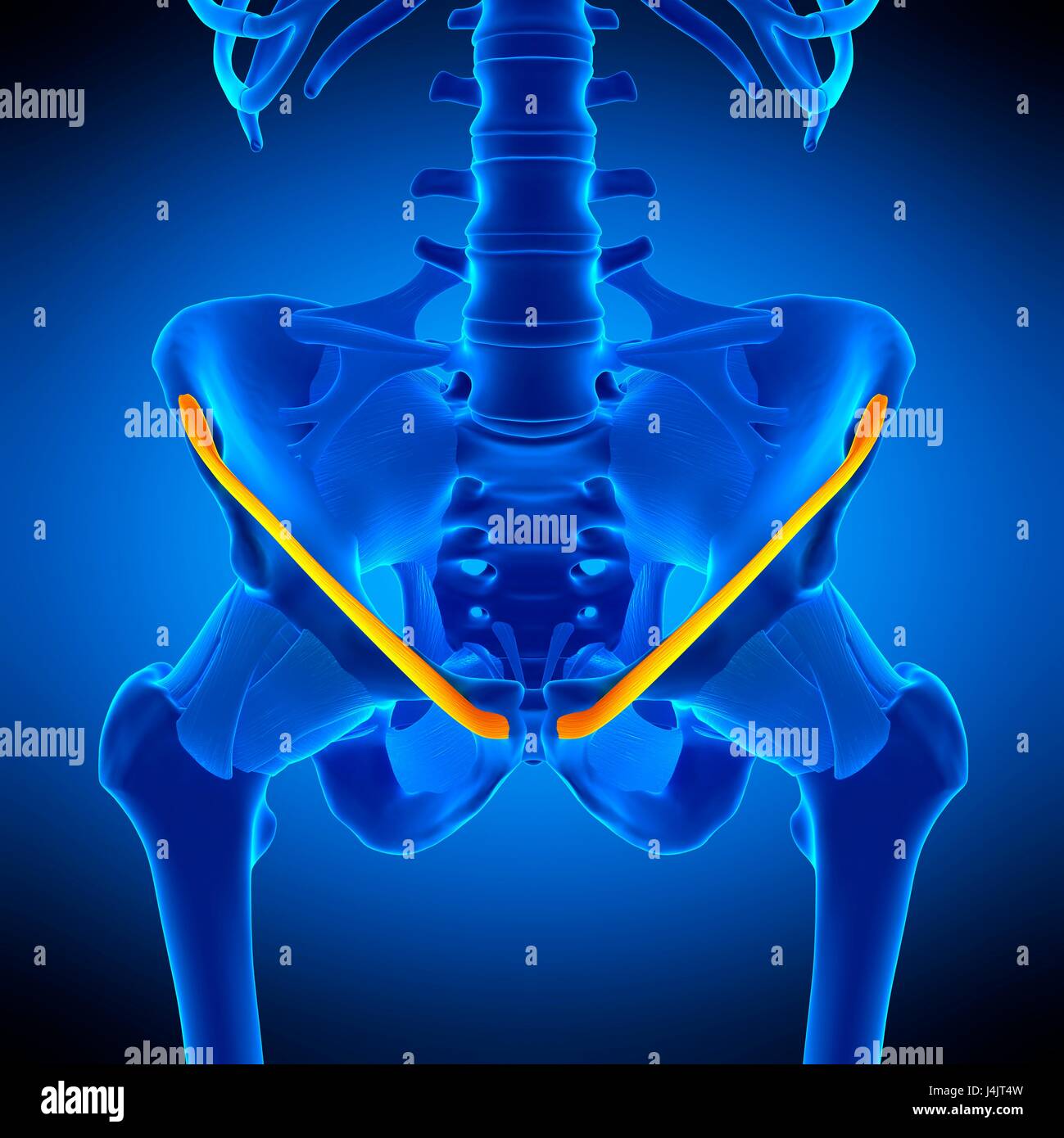 Inguinal Ligament Anatomy