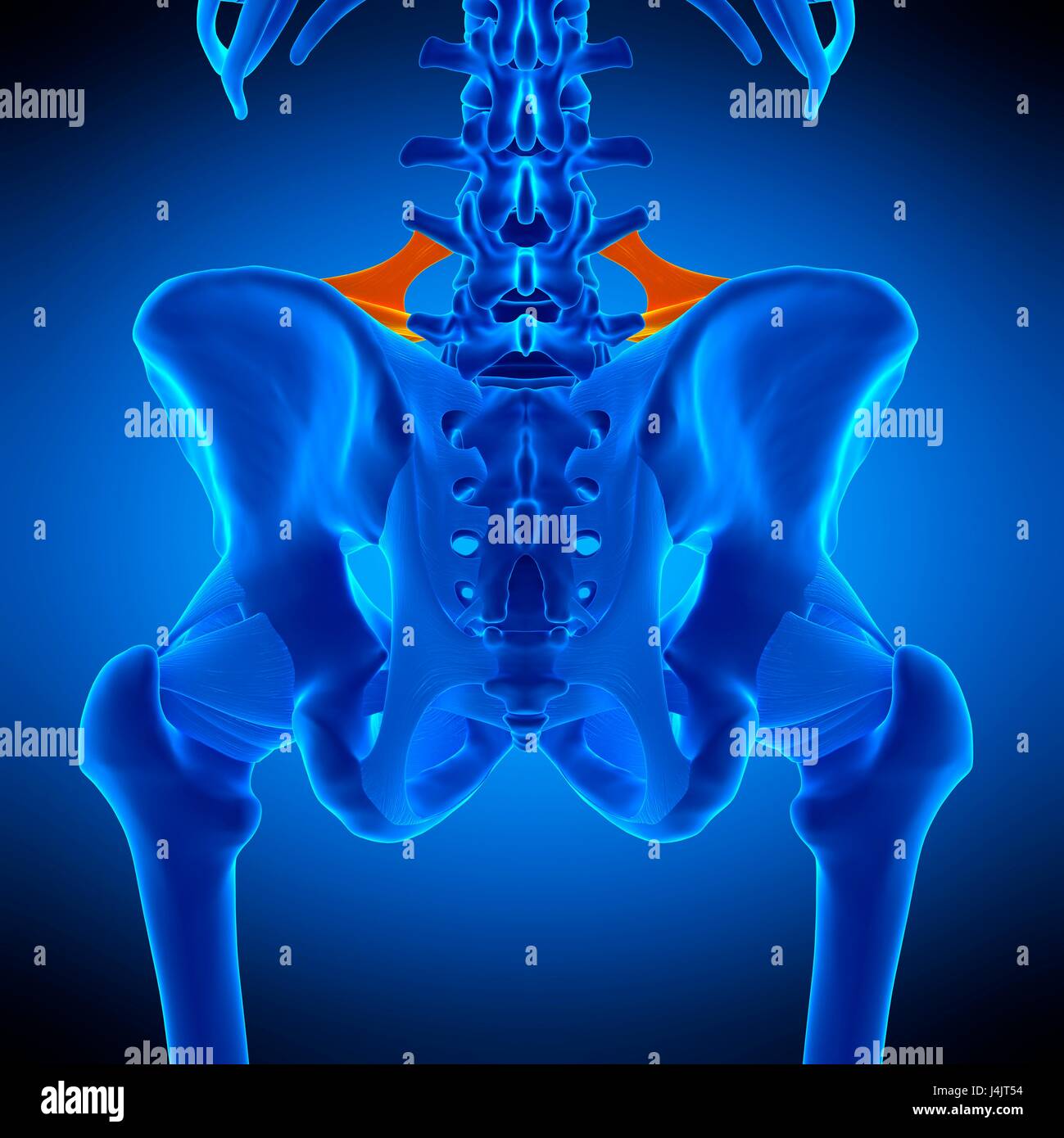 Illustration of the iliolumbar ligament Stock Photo - Alamy