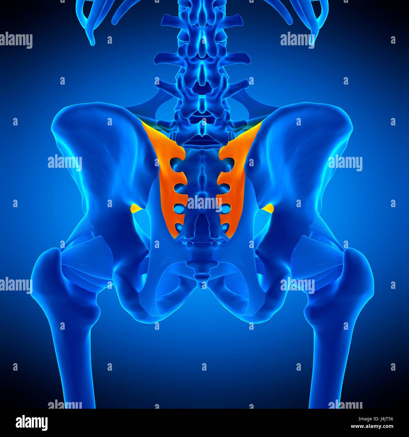 Illustration of the sacroiliac ligament Stock Photo - Alamy