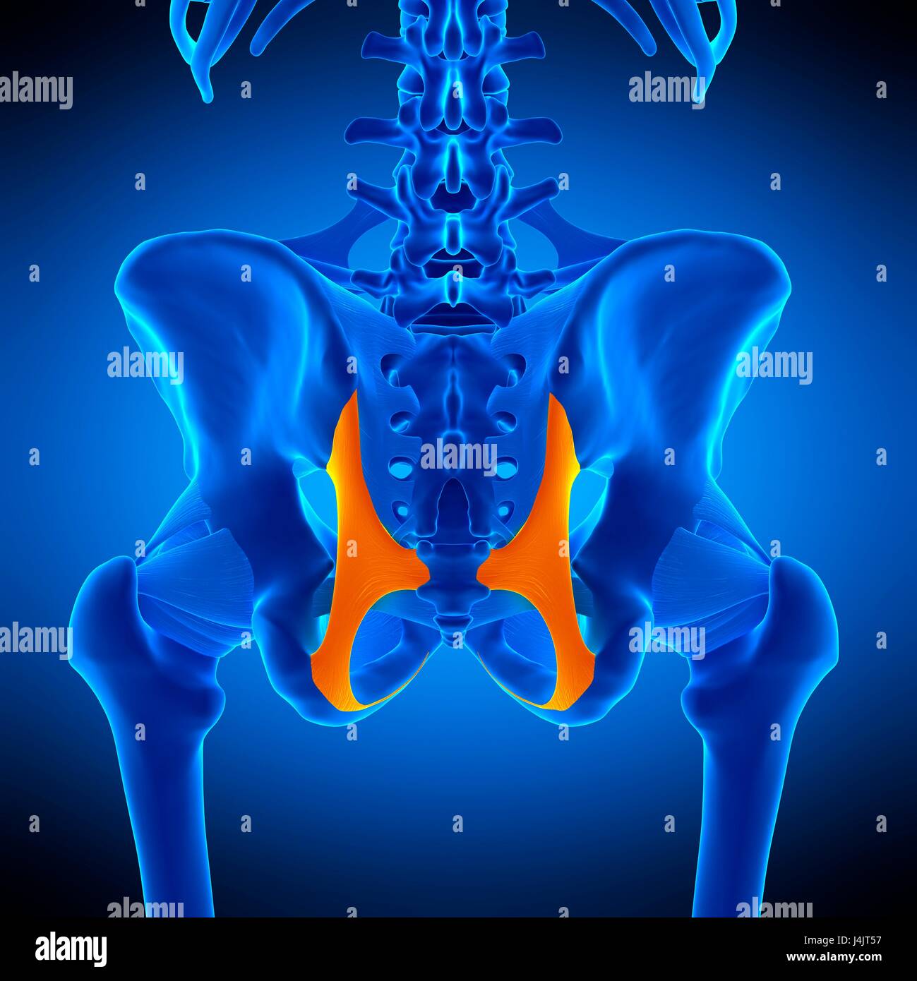 Sacrotuberous hi-res stock photography and images - Alamy