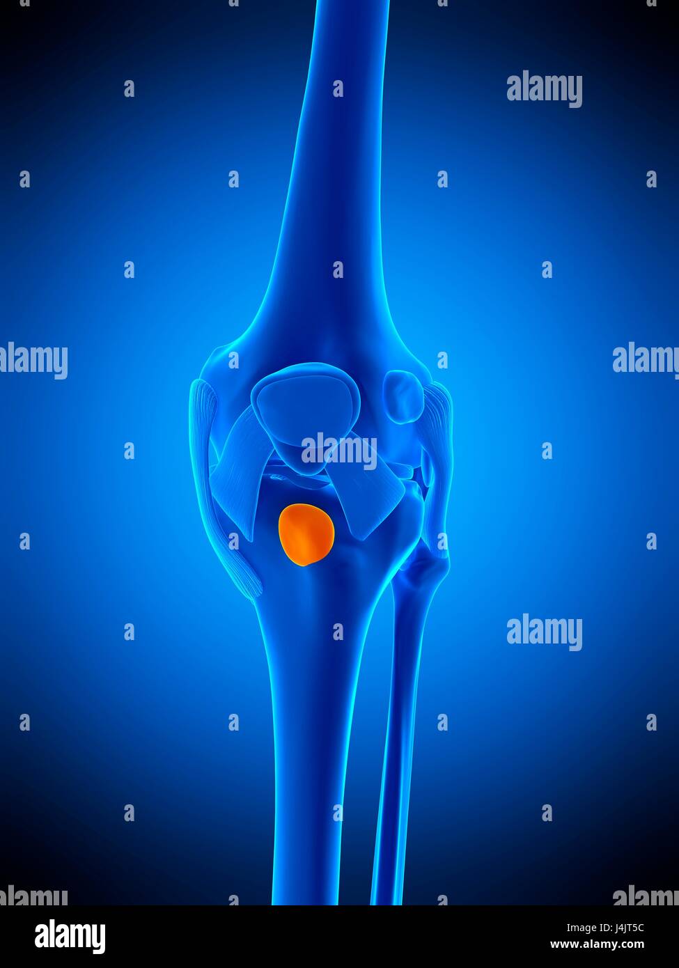 Illustration of the deep infrapatellar bursa Stock Photo - Alamy