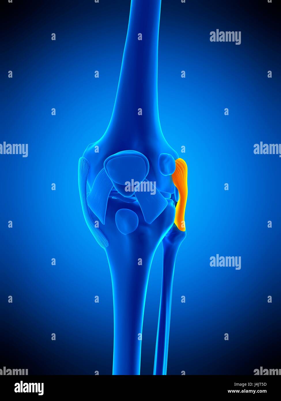 Illustration of the fibular collateral ligament Stock Photo - Alamy