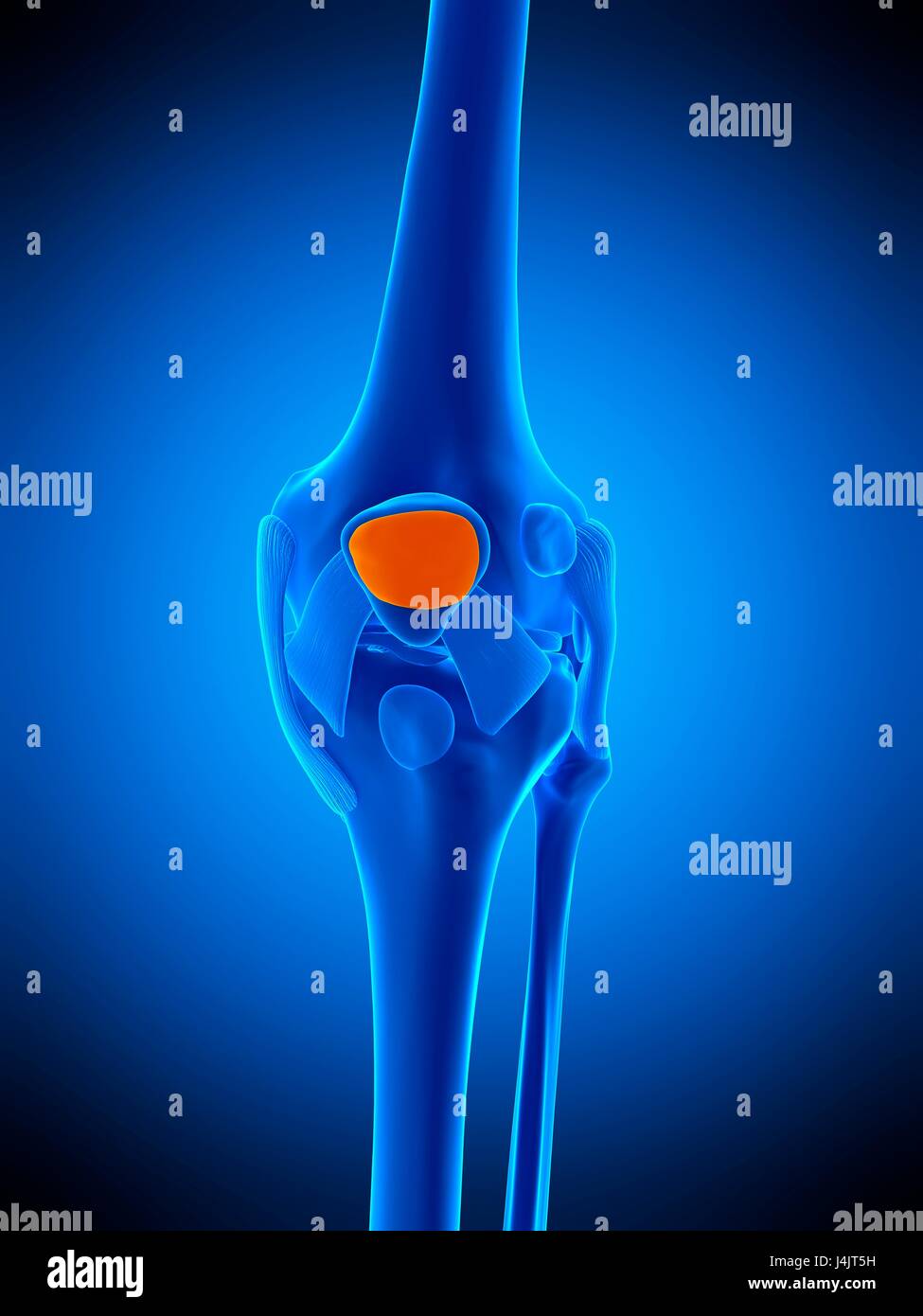 Prepatellar bursa hi-res stock photography and images - Alamy