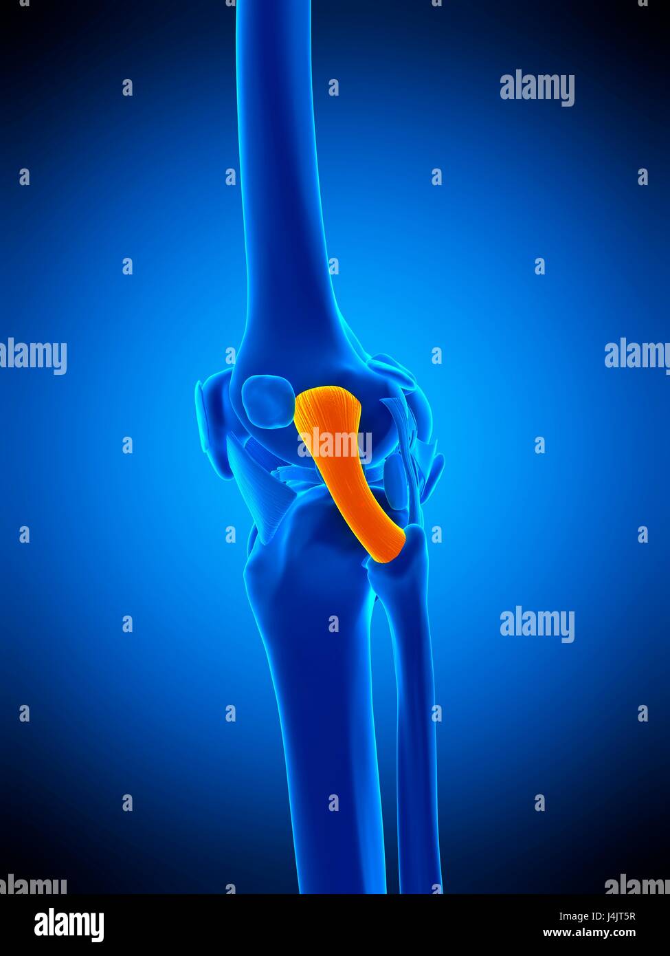 Fibular collateral ligament hi-res stock photography and images - Alamy