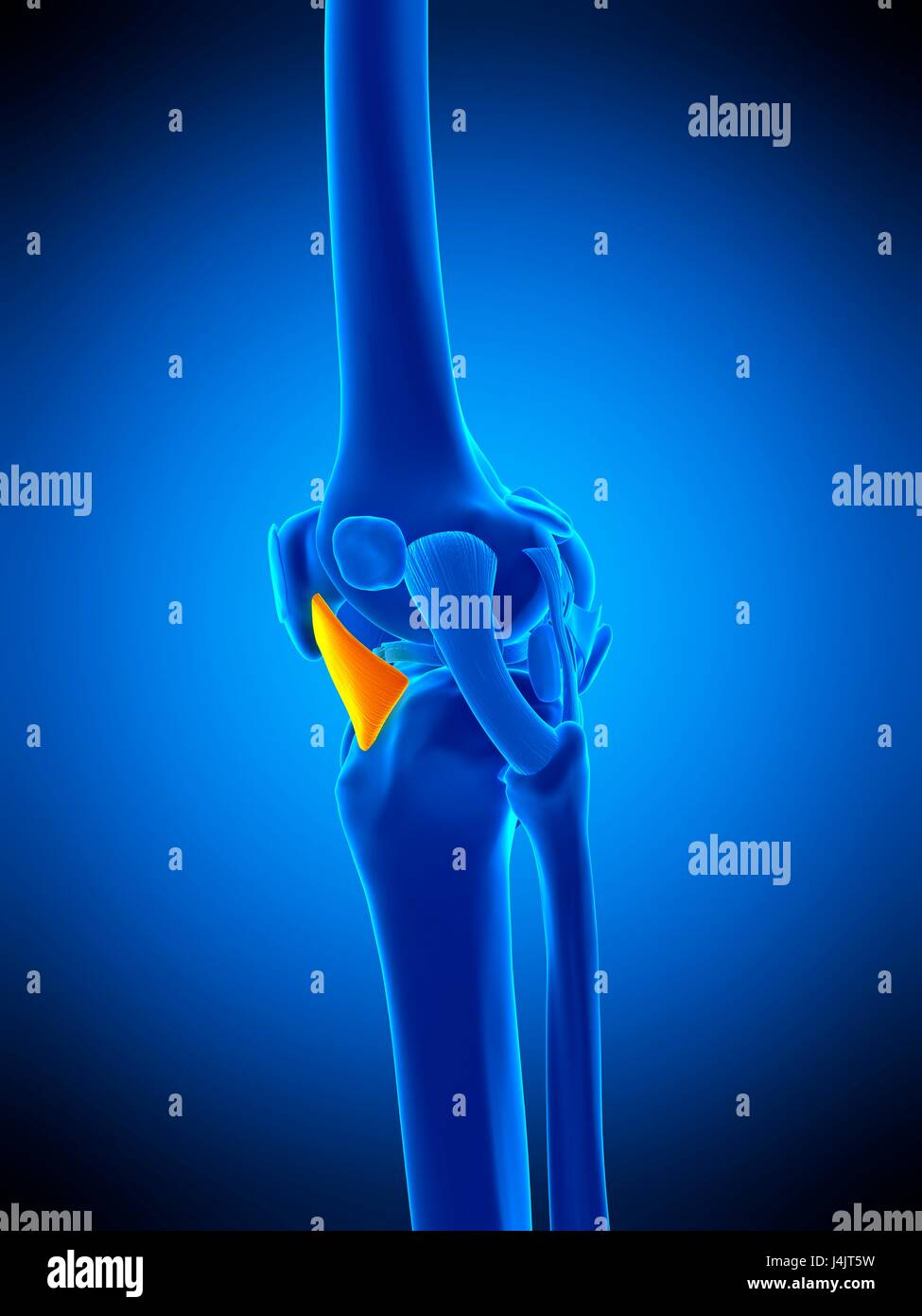 Patellar Ligament High Resolution Stock Photography and Images - Alamy