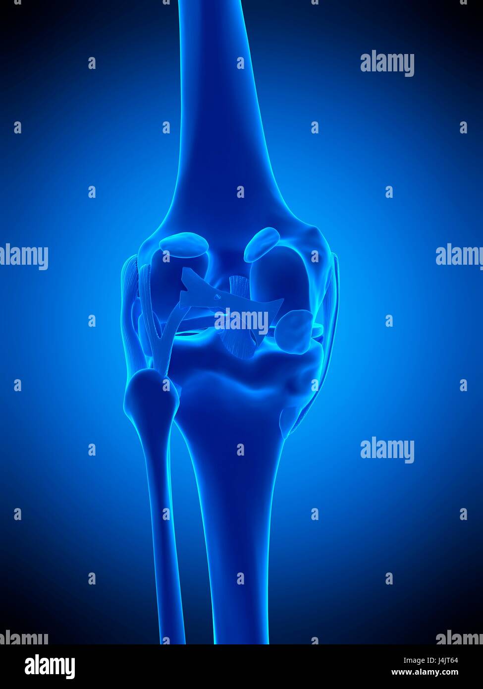 Illustration of the knee ligaments Stock Photo - Alamy