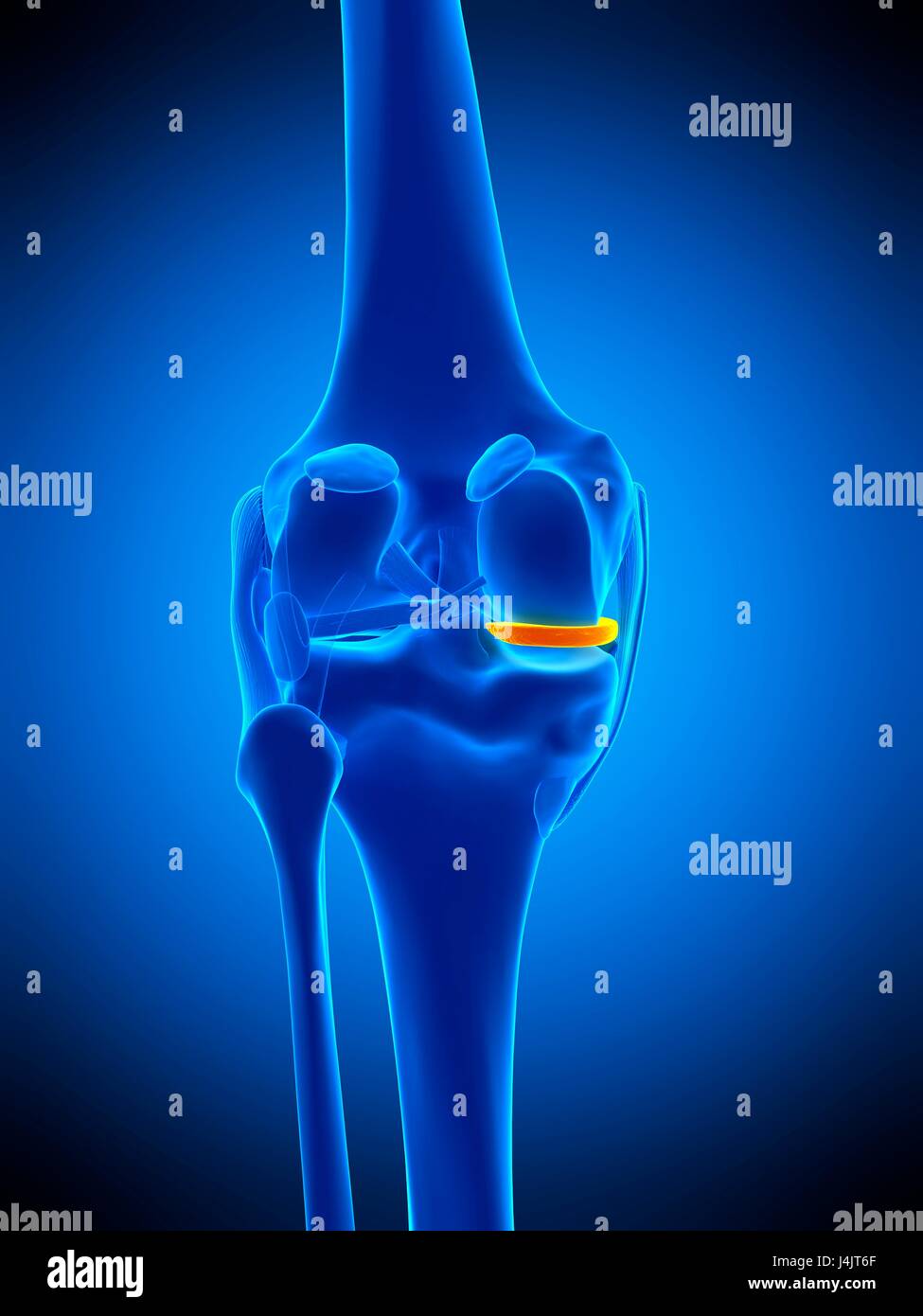 Illustration of the medial meniscus Stock Photo - Alamy
