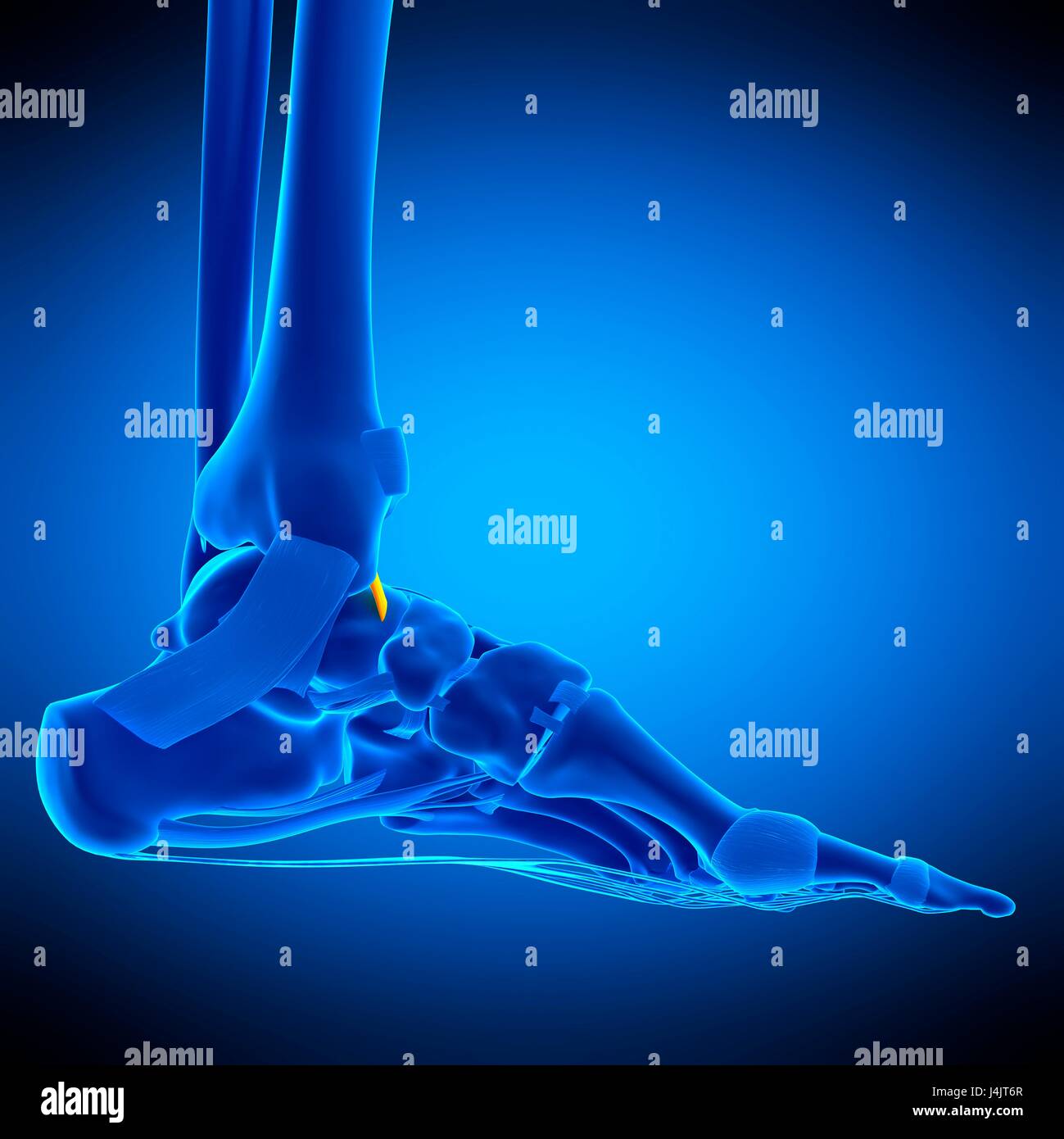 Illustration of the anterior tibiotalar ligament Stock Photo - Alamy