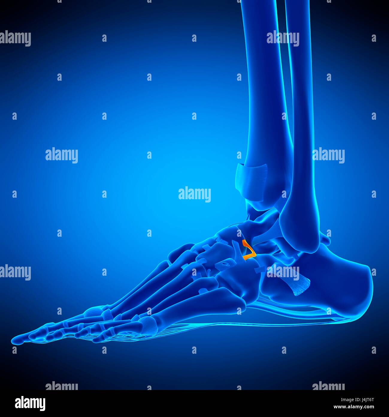 Illustration of the bifurcate ligament Stock Photo - Alamy