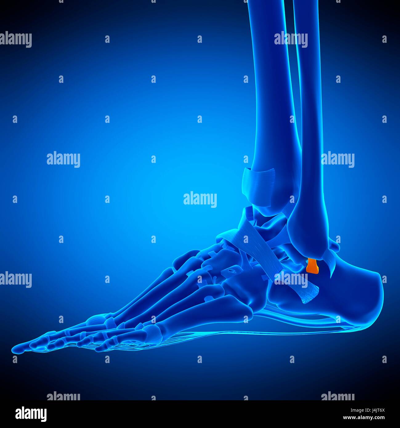 Illustration of the calcaneofibular ligament Stock Photo - Alamy