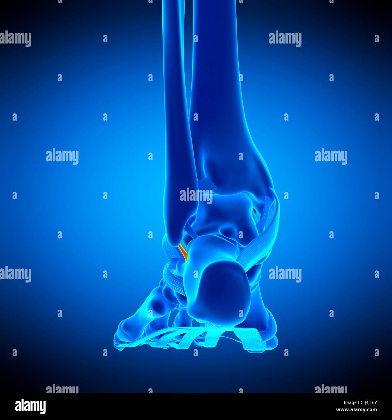 Illustration of the calcaneofibular ligament Stock Photo - Alamy