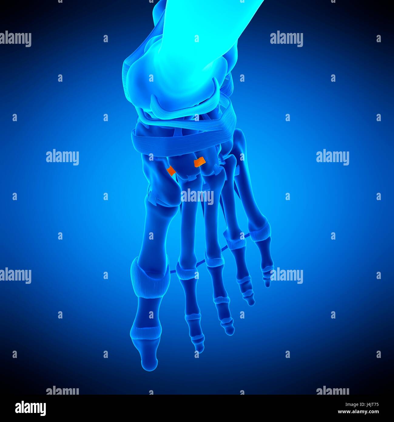 Illustration of the dorsal intercuneiform ligament Stock Photo - Alamy