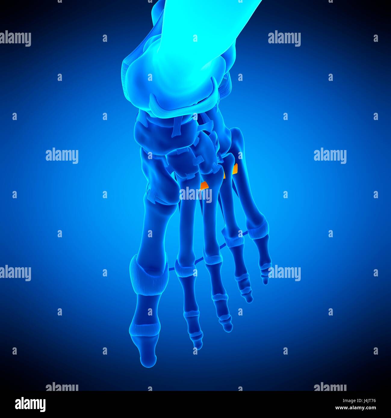 Illustration of the dorsal metatarsal ligament Stock Photo - Alamy