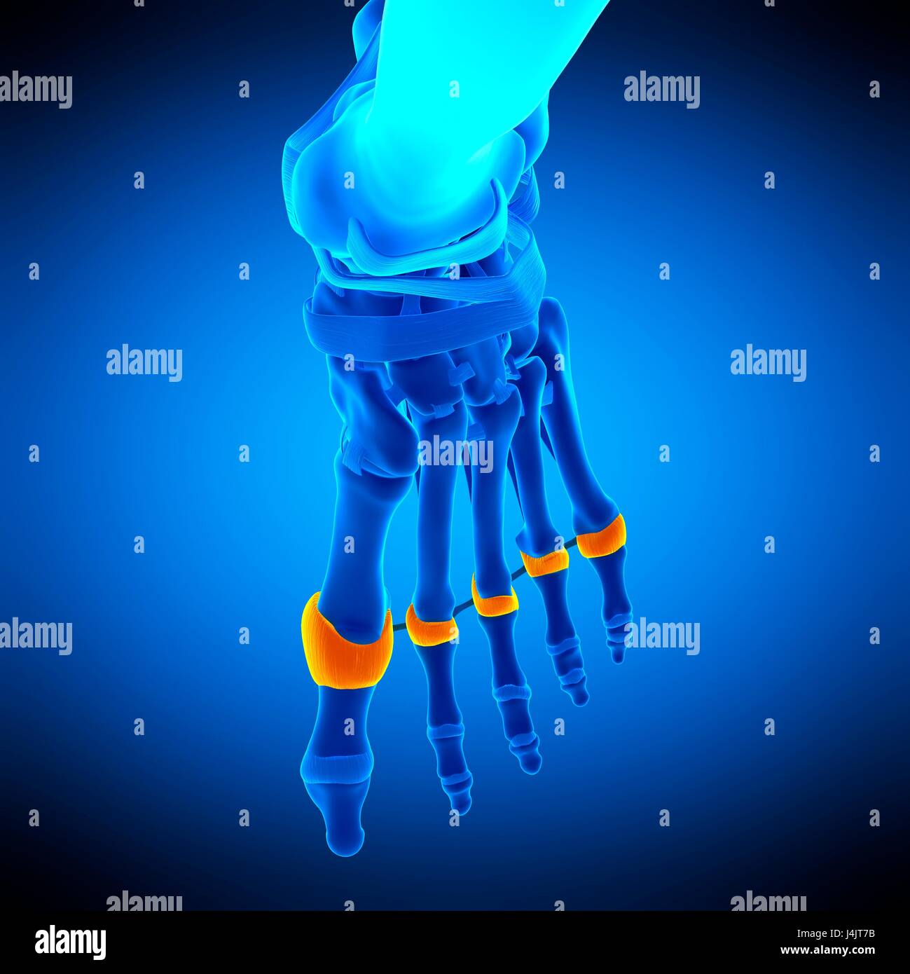 Illustration of the proximal joint capsules Stock Photo - Alamy