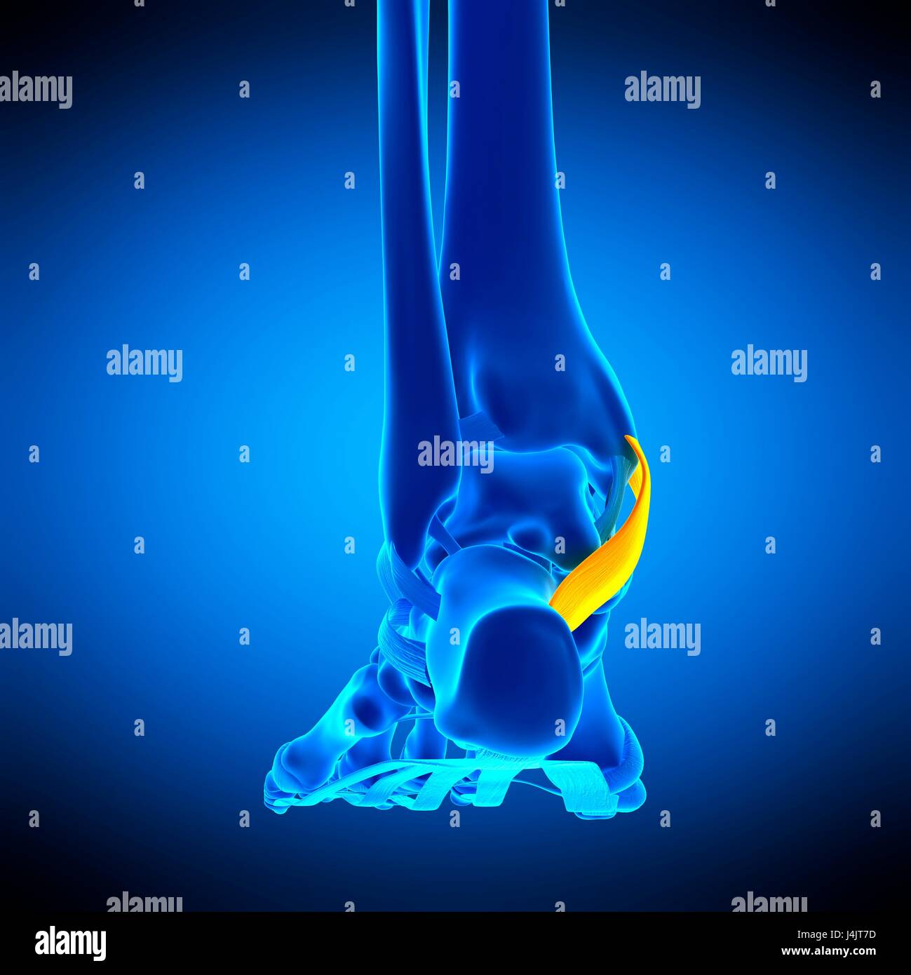 Medial Anatomy Foot High Resolution Stock Photography and Images - Alamy