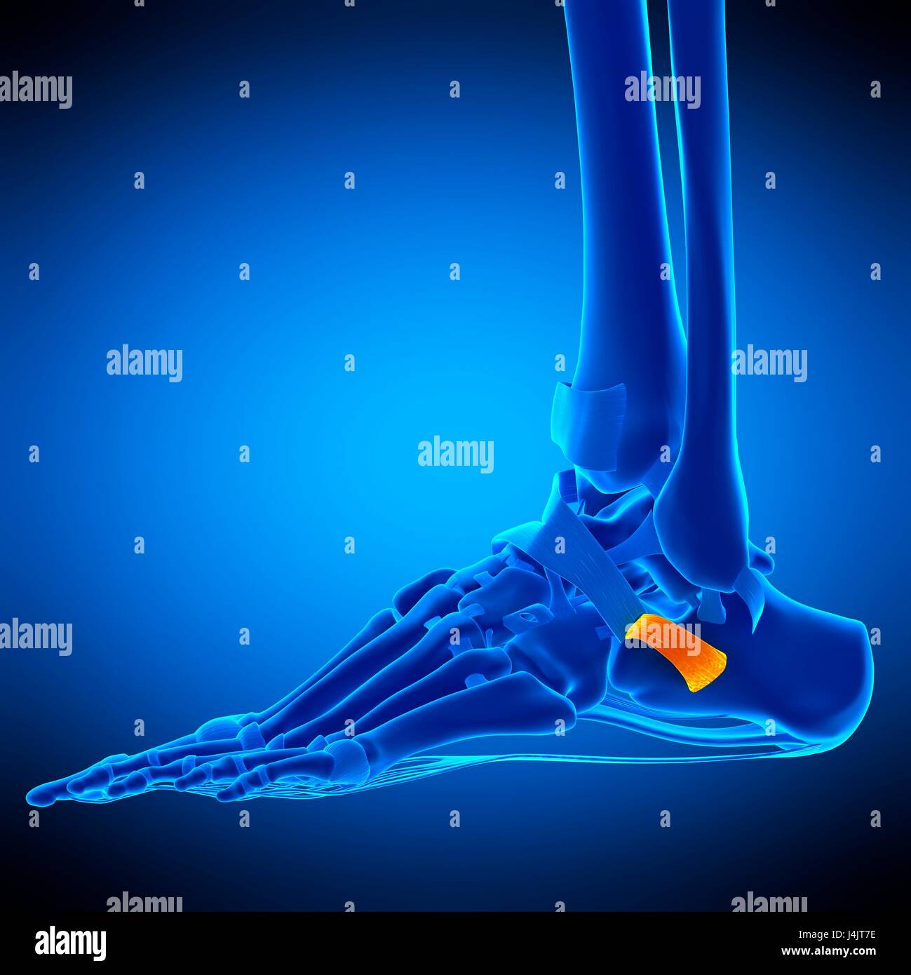 Retinaculum hi-res stock photography and images - Alamy