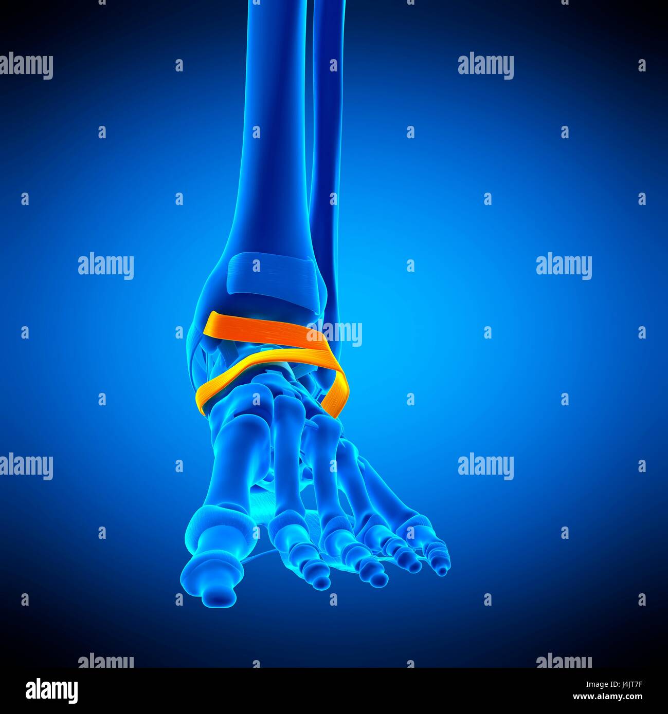 Illustration of the inferior extensor retinaculum Stock Photo - Alamy