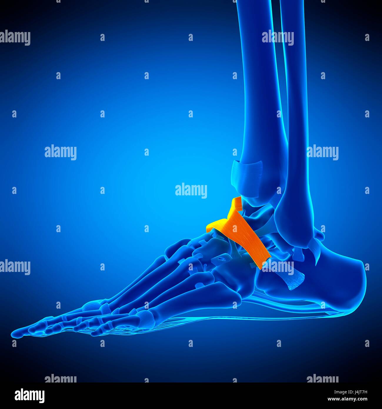 Illustration of the inferior extensor retinaculm Stock Photo - Alamy