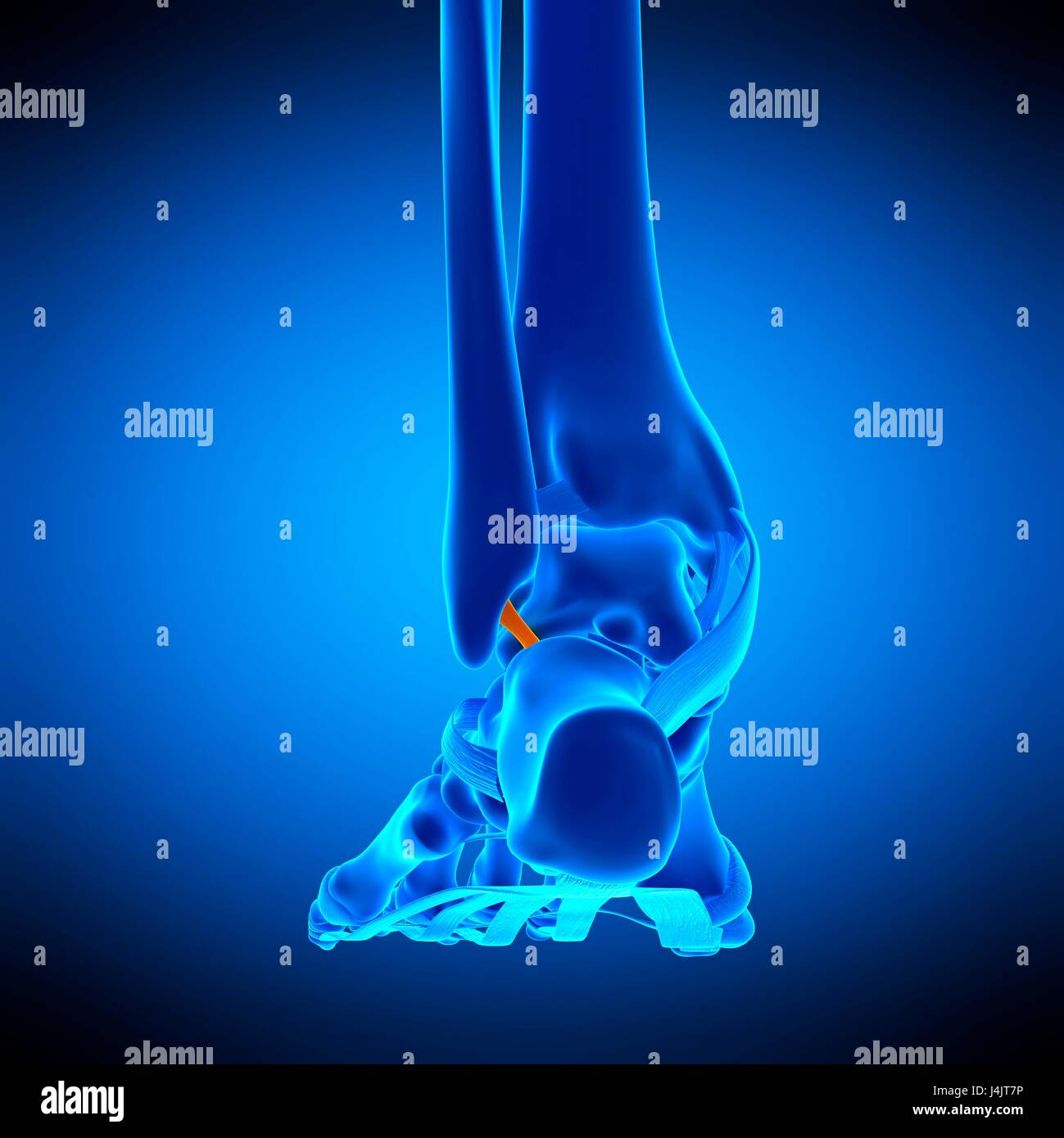 Illustration of the posterior talofibular ligament Stock Photo - Alamy
