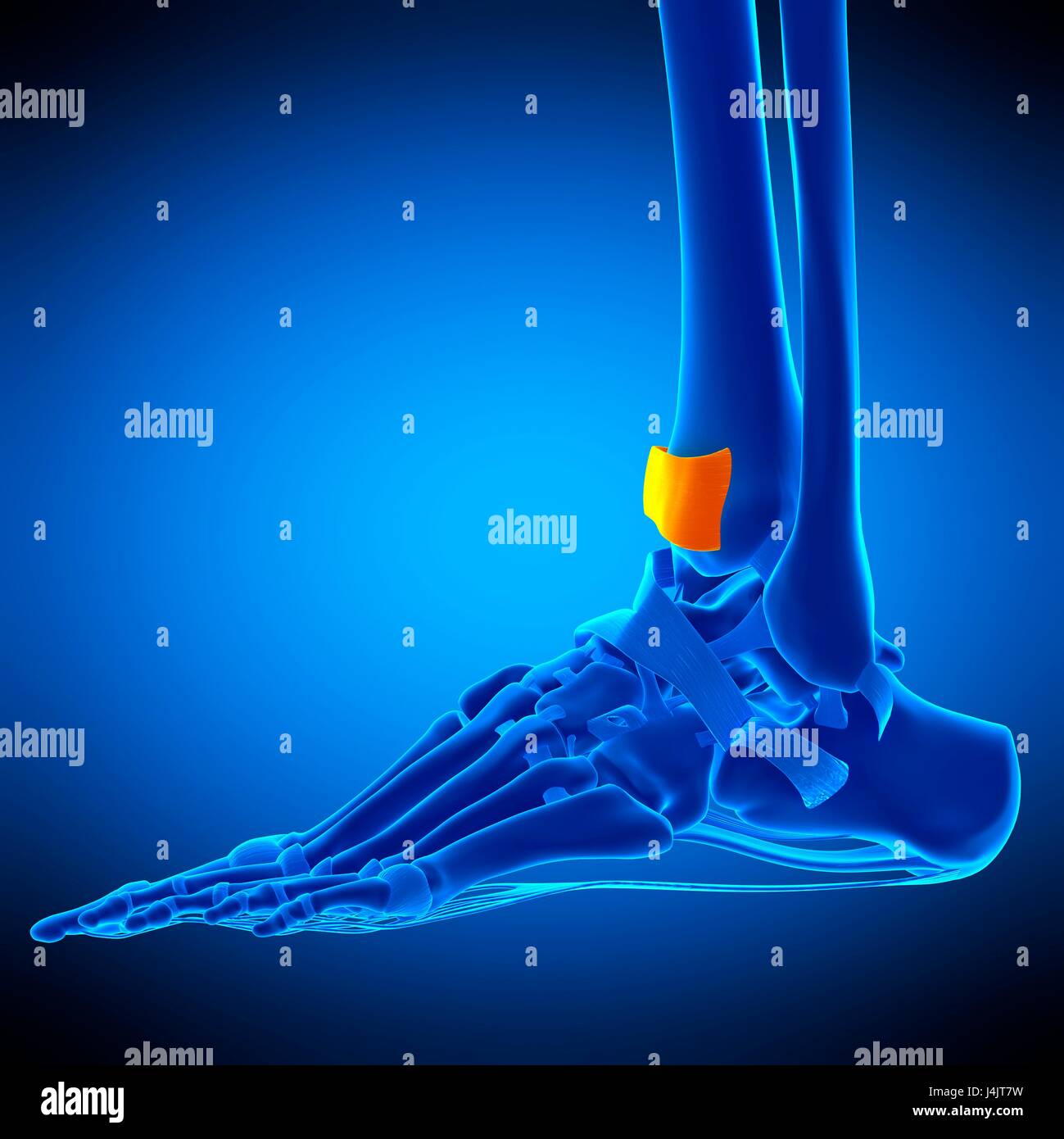 Extensor tendon hi-res stock photography and images - Alamy